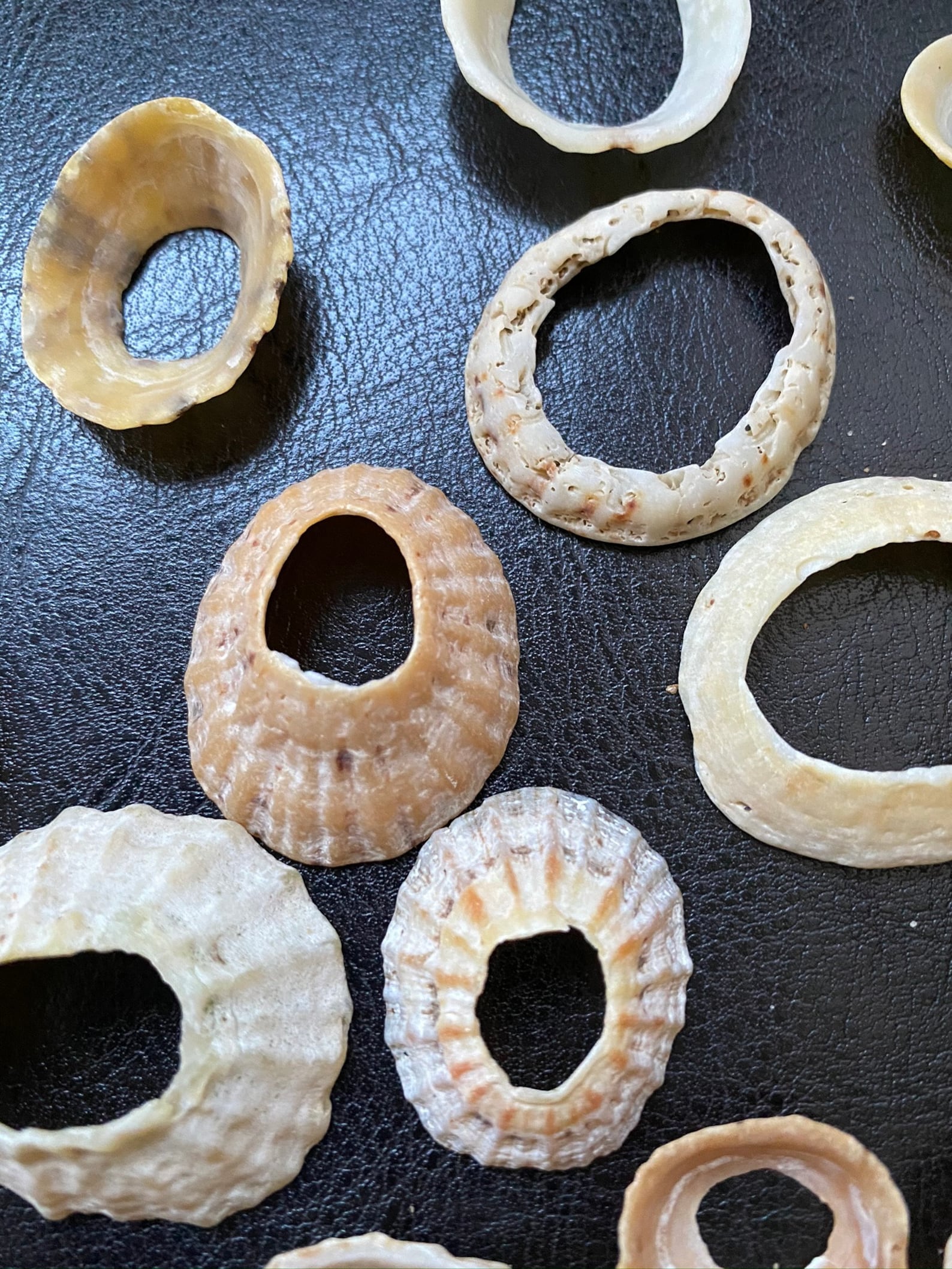 Limpet Shells With Holes - 15 Scottish Shells Natural Holes / Rings ...