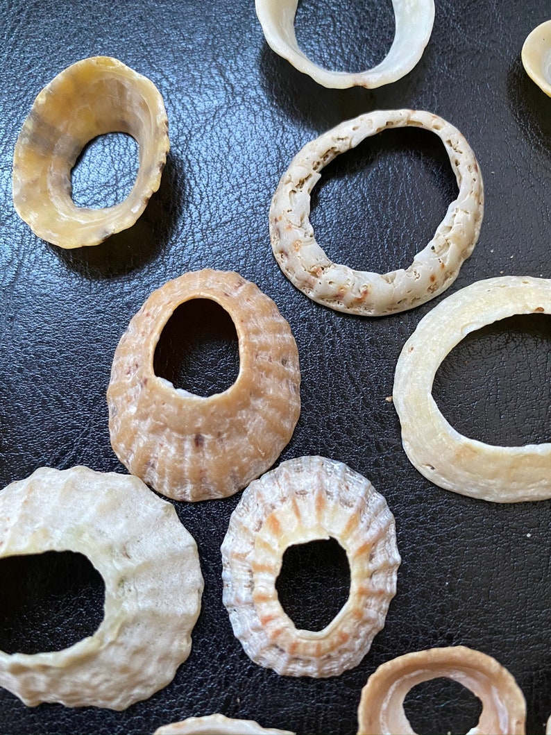 Limpet Shells With Holes - 15 Scottish Shells Natural Holes / Rings ...