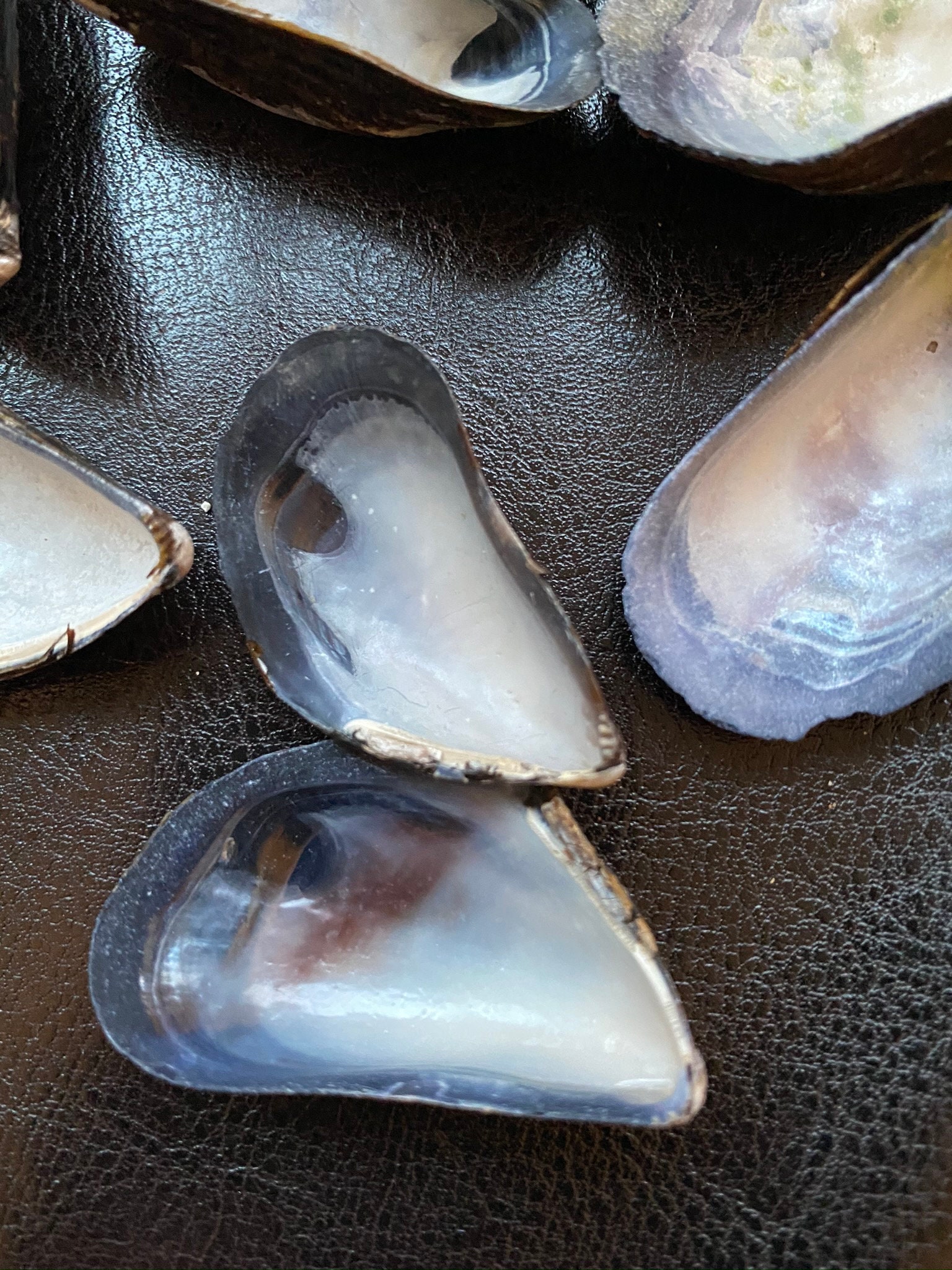 30 Handpicked Scottish Common Blue Mussel Shells Various Sizes, Perfect ...