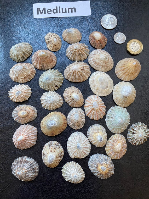30 Handpicked Real Scottish Limpet Shells Large Medium & | Etsy UK
