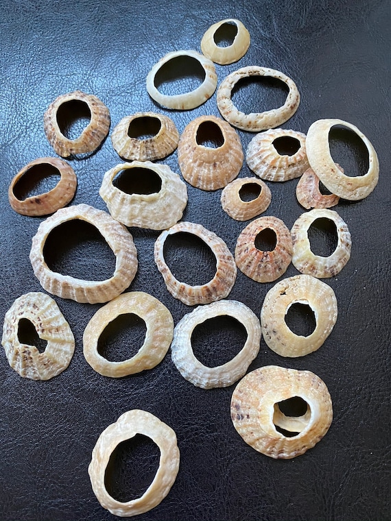 Limpet Shells With Holes 15 Scottish Shells Natural Holes / - Etsy