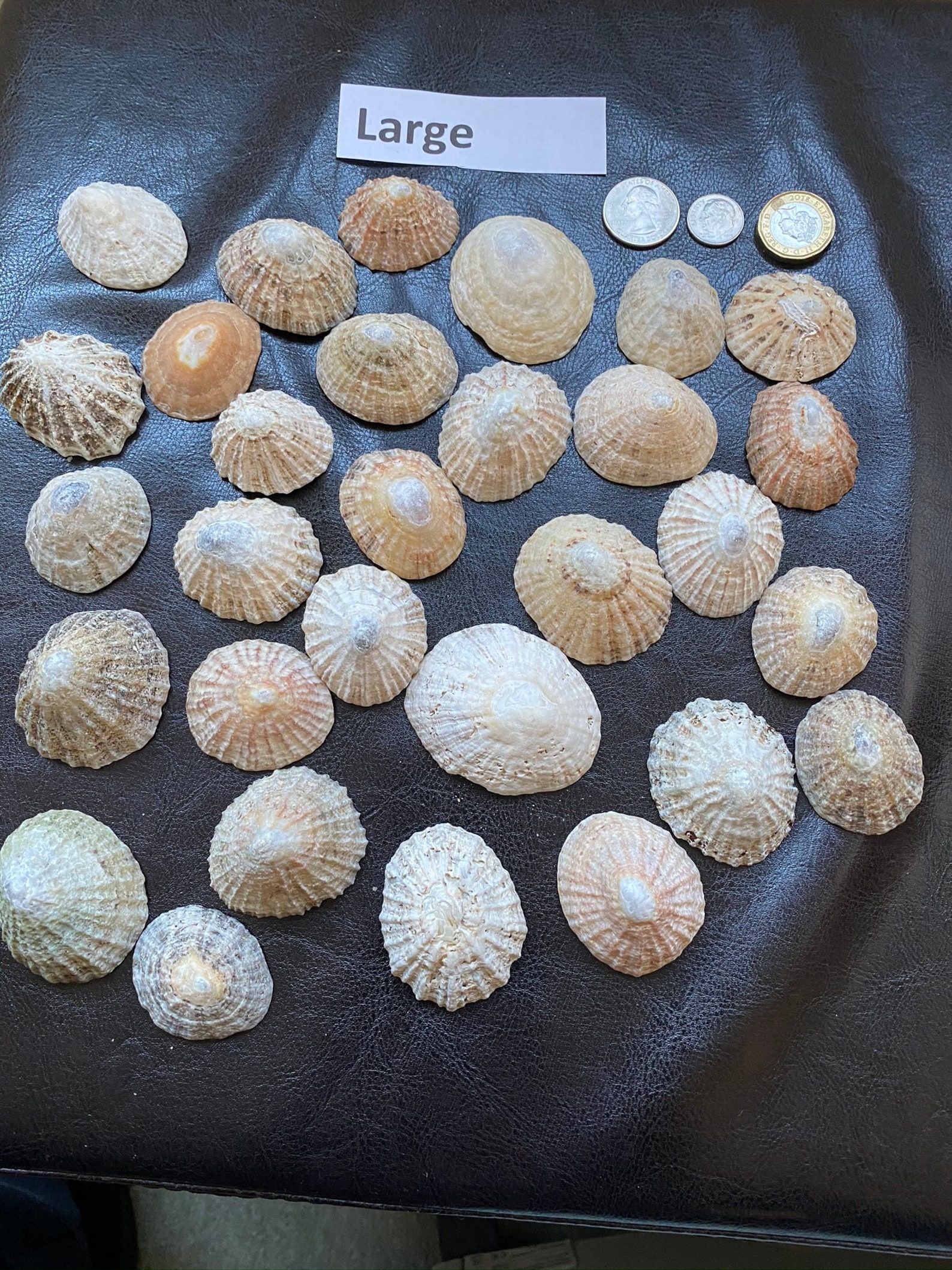 30 Handpicked Real Scottish Limpet Shells Large, Medium & Small Perfect ...