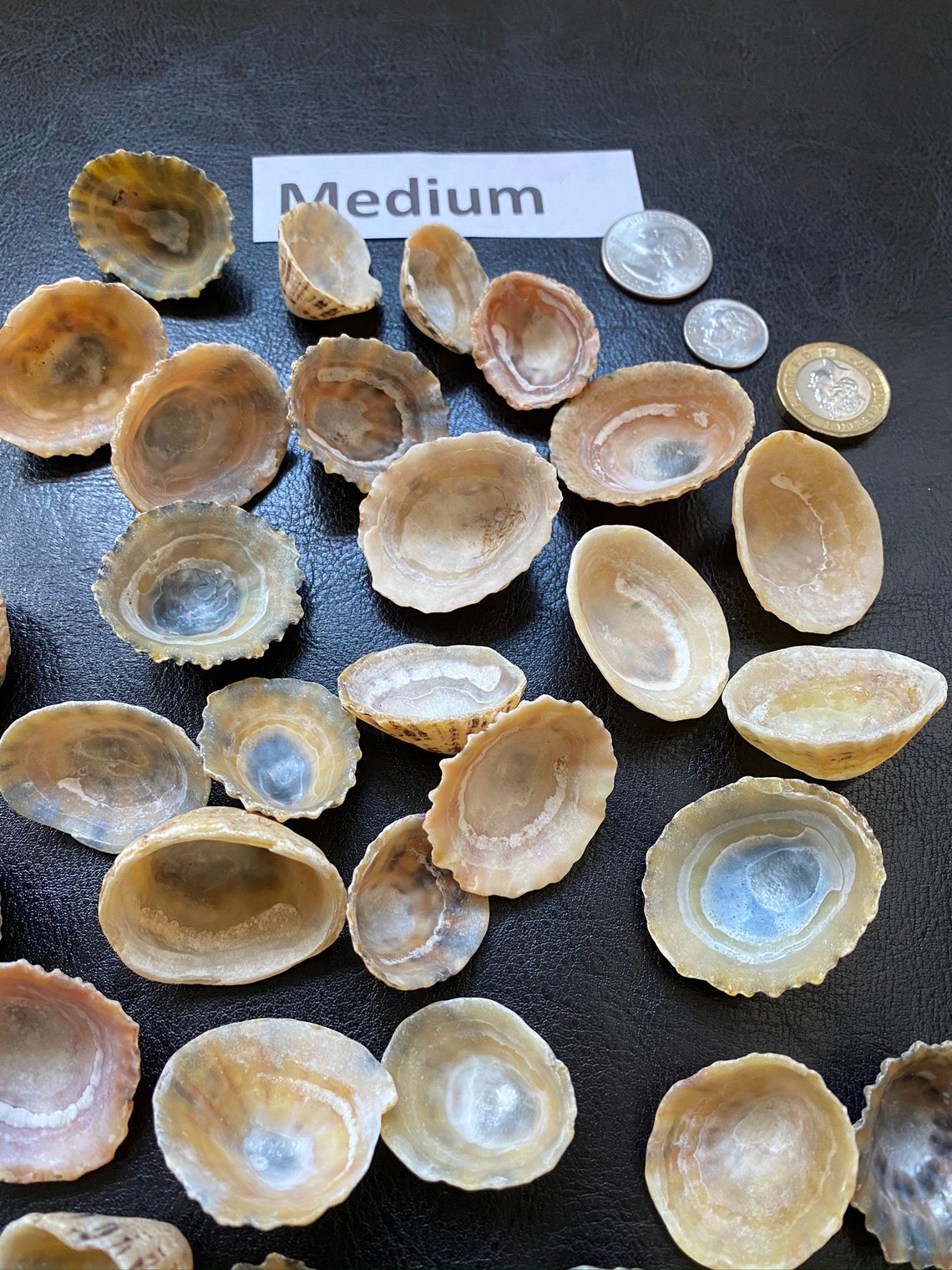 30 Handpicked Real Scottish Limpet Shells Large, Medium & Small Perfect ...