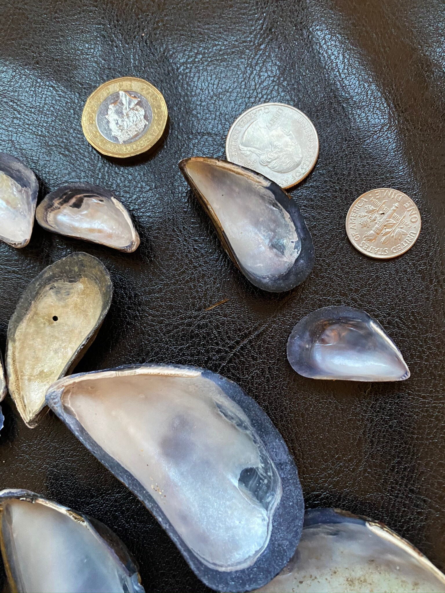 30 Handpicked Scottish Common Blue Mussel Shells Various Sizes, Perfect ...