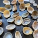 30 Handpicked Real Scottish Limpet Shells Large, Medium & Small Perfect ...