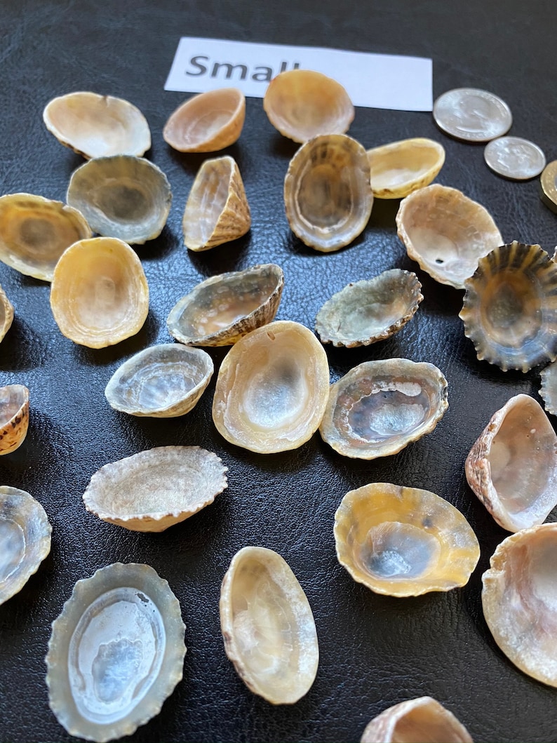 30 Handpicked Real Scottish Limpet Shells Large, Medium & Small Perfect ...