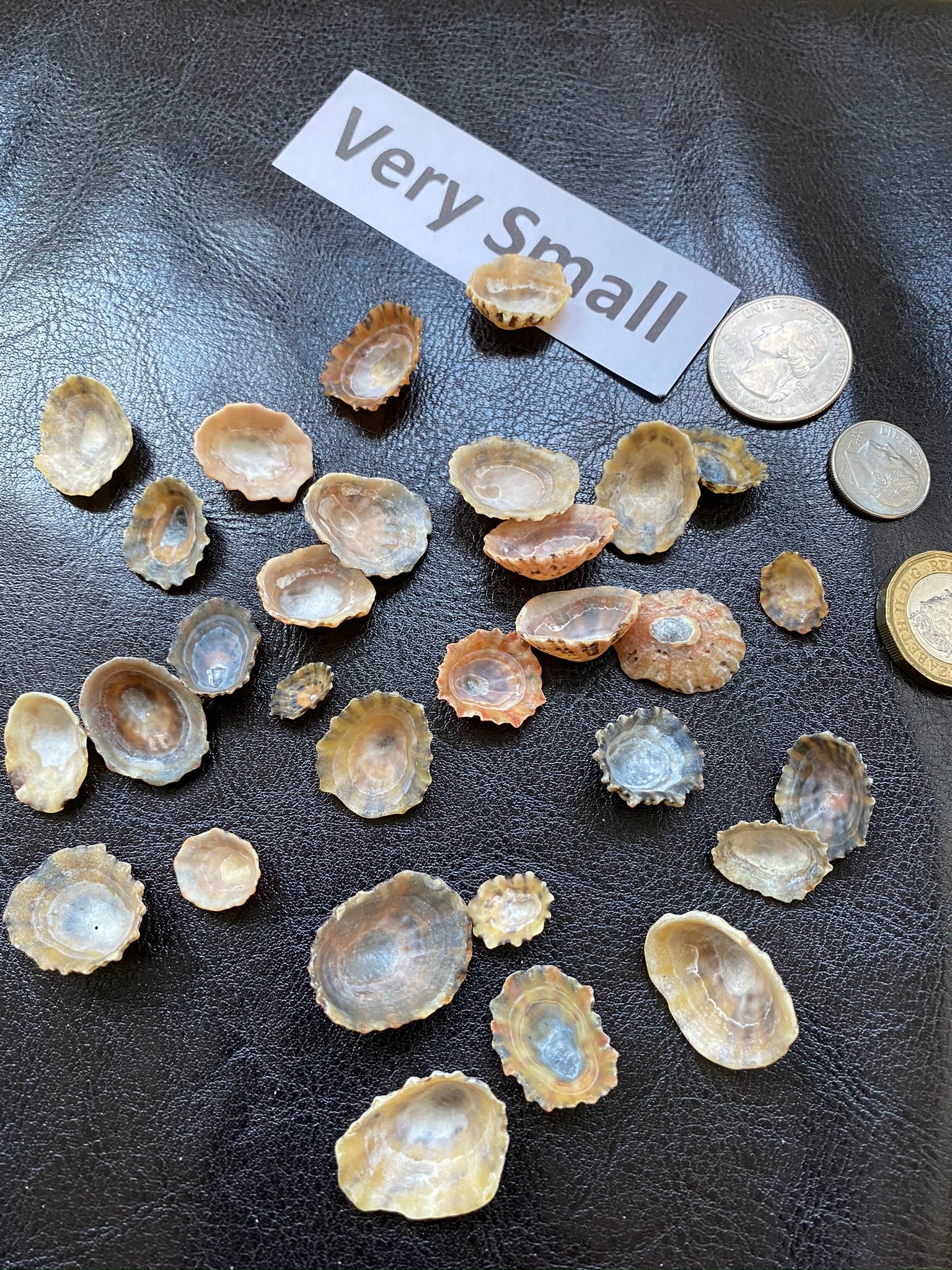 30 Handpicked Real Scottish Limpet Shells Large, Medium & Small Perfect ...