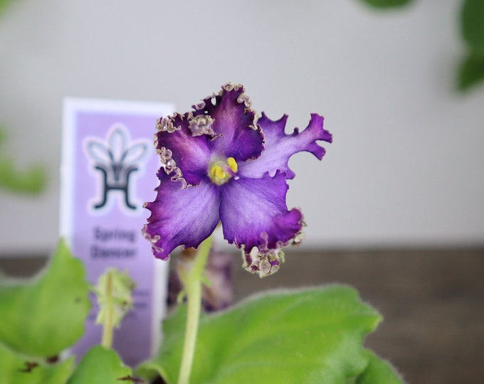 Spring Dancer African Violet Live Plant, Young Starter in a 4" Pot ...