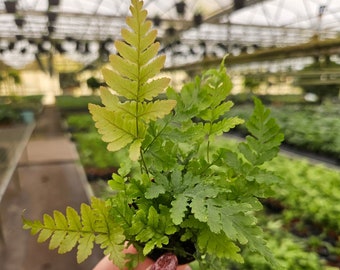 000 Preserved and Colored Micro Fern Dwarf Autumn Fern Dip17611-3 - Etsy