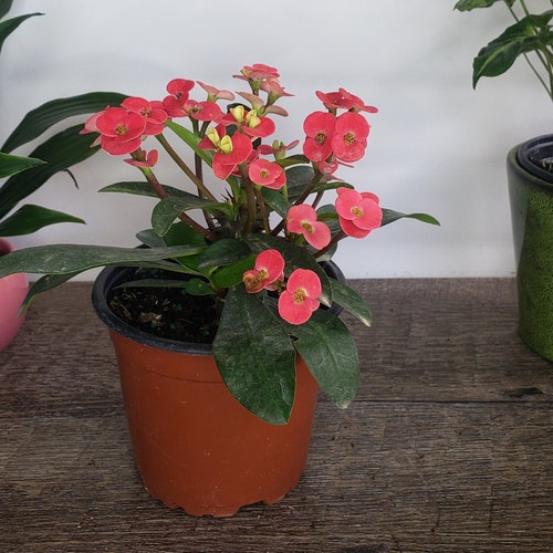 Dwarf Crown of Thorns Red Form euphorbia Milii Imperatae - Etsy
