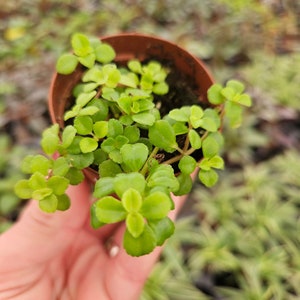 Pilea Depressa 'tiny Baby Tears' in a Miniature 2" Pot | 2 Plants ...