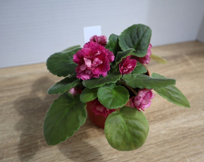 Frosty Cherry African Violet Live Plant in a 4 Pot Red - Etsy