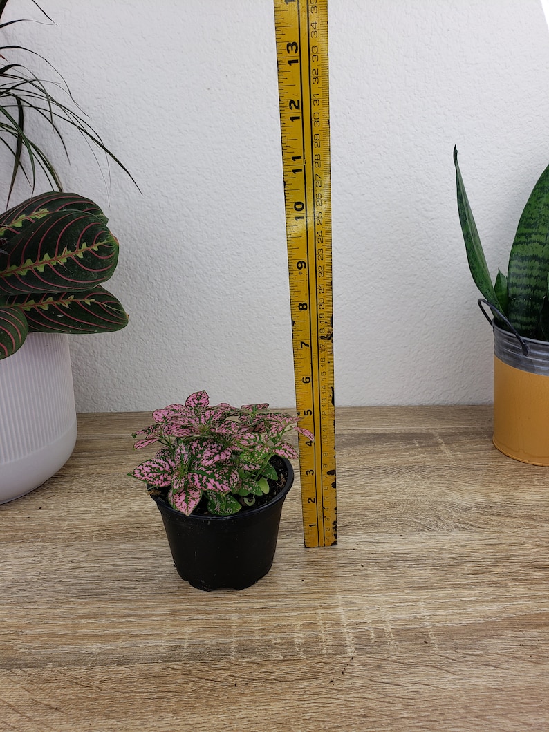 LIVE Splash Plant Pink Polka Dot Plant Hypoestes Pink 4 | Etsy