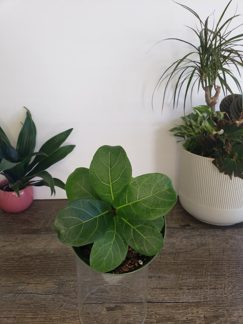 Dwarf Fiddle Leaf Fig Plant 4" Pot, Live Lyrata Fiddle Leaf Houseplant ...