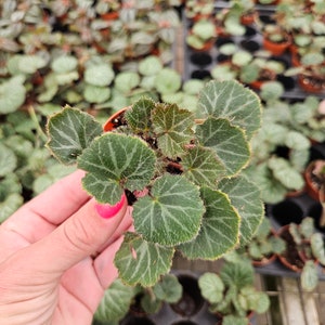 Strawberry Begonia Plant in a Miniature 2 Pot, Saxifraga Stolonifera ...