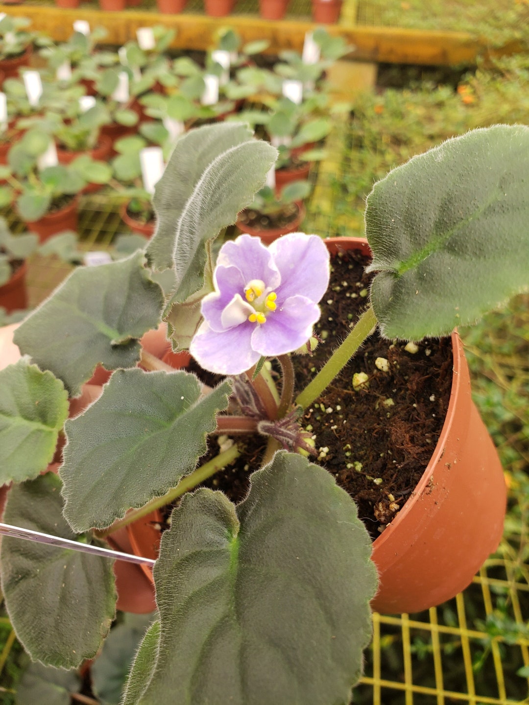 Harmony's Cotton Candy African Violet Live Plant, Young Starter in a 4 ...