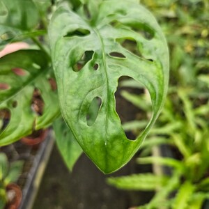 Swiss Cheese Plant Monstera Adansonii 4" Pot, Live Swiss Cheese Plant ...