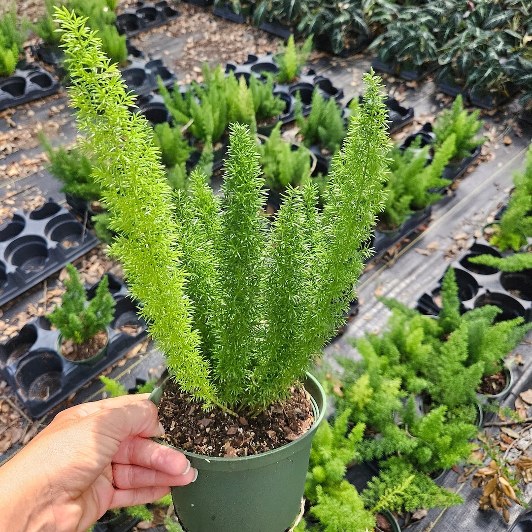 Foxtail Fern Plant, Asparagus Live Plant in a 6