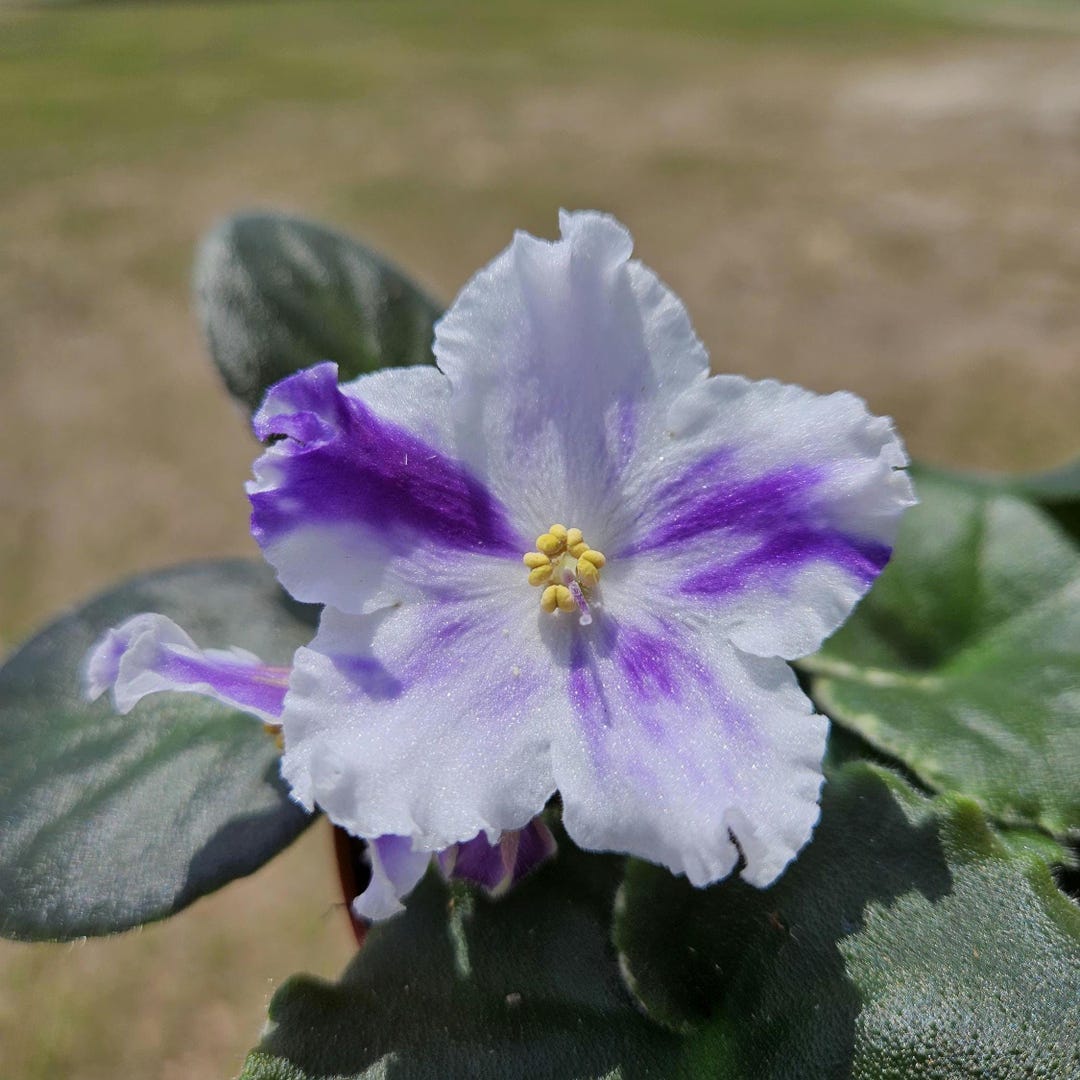 Vat King of Peas African Violet Live Plant, Young Pre-finished Starter ...
