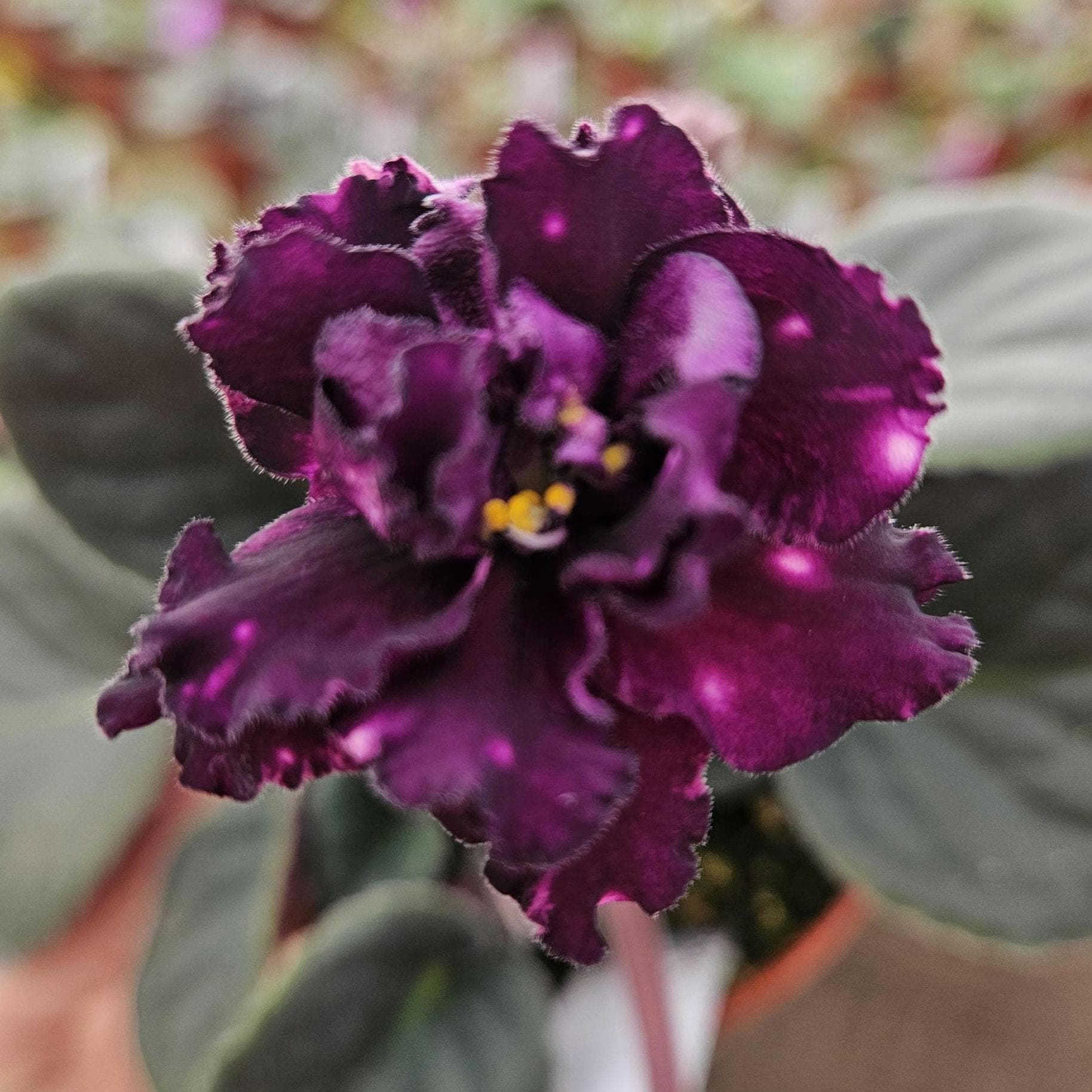 AE Milky Way African Violet Live Plant, Young Pre-finished Starter in a ...