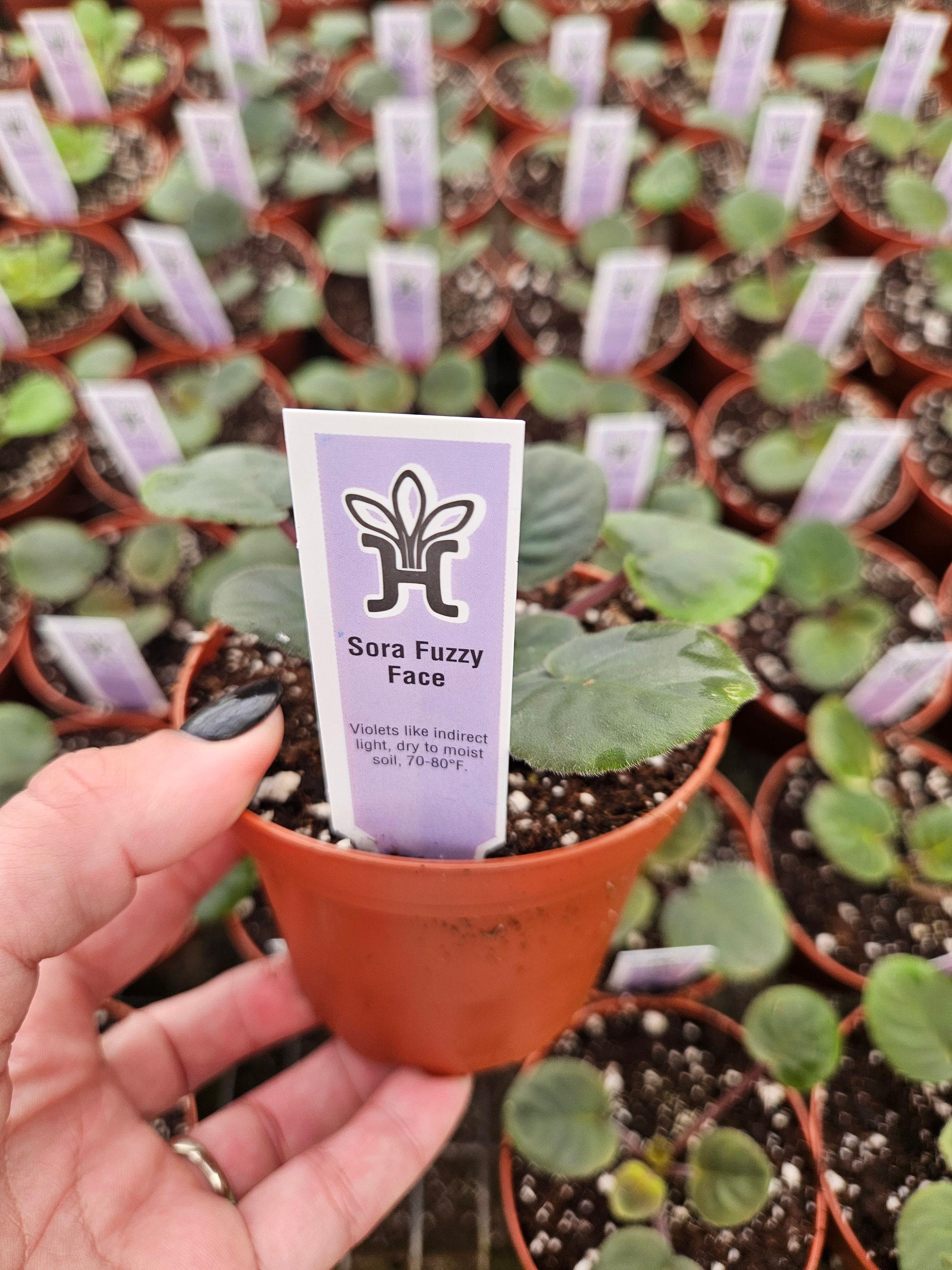 Sora Fuzzy Face African Violet Live Plant, Young Starter in a 4" Pot ...