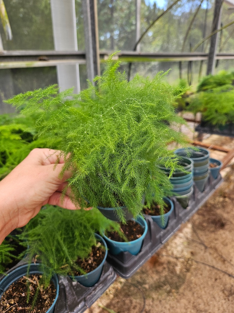 Fern Plant, Asparagus Fern Plant in a 4" Pot, Plumosa Fern Live Indoor ...