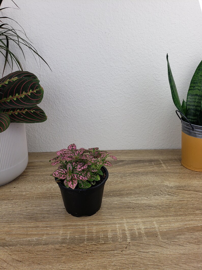 LIVE Splash Plant Pink Polka Dot Plant Hypoestes Pink 4 | Etsy