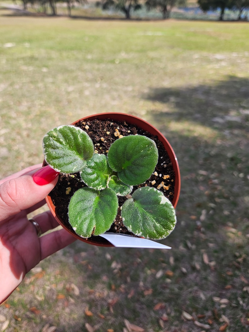 Lyon's Private Dancer African Violet Live Plant, Young Pre-finished ...