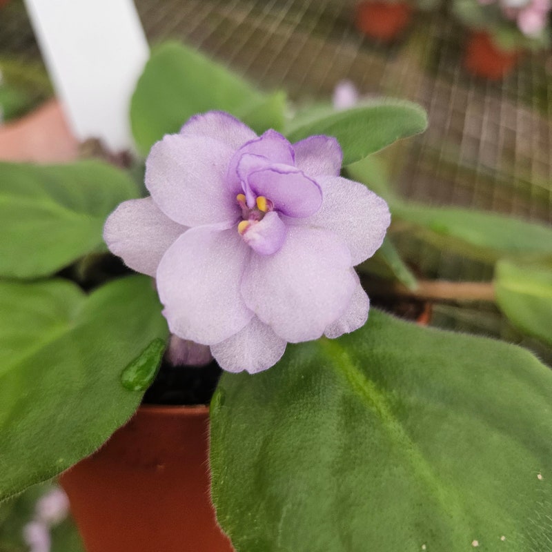 Violets in the Snow - Etsy