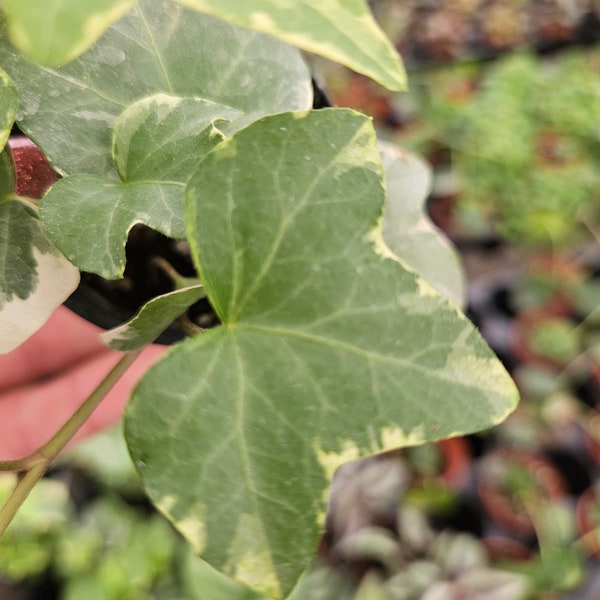 Miniature Ivy Plant - Etsy
