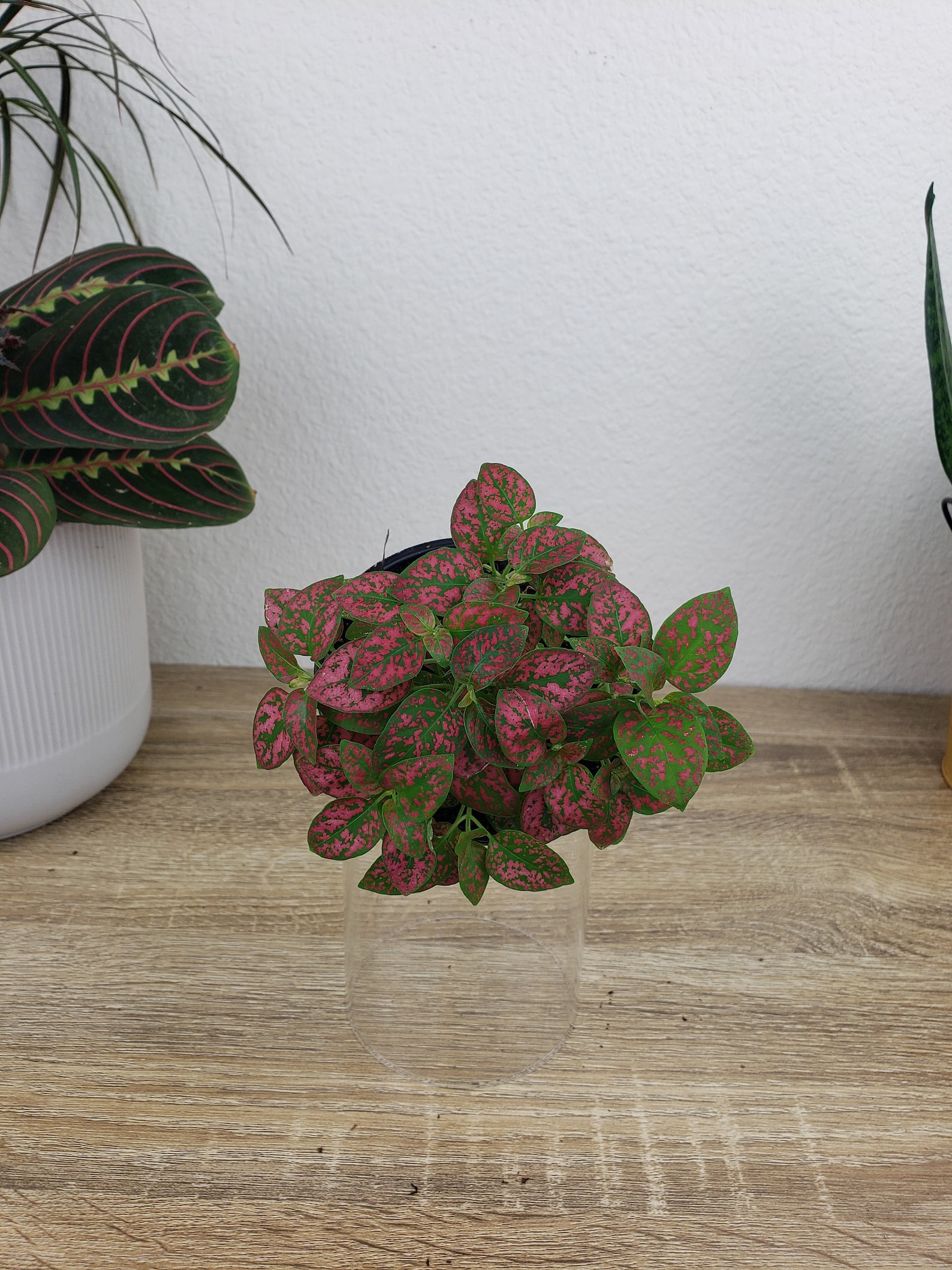 LIVE Polka Dot Plant, Splash Plant Hypoestes Mixed, Confetti Colorful 4 ...