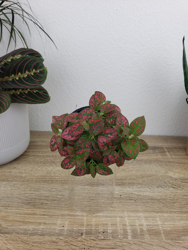 LIVE Splash Plant Pink Polka Dot Plant Hypoestes Pink 4 | Etsy