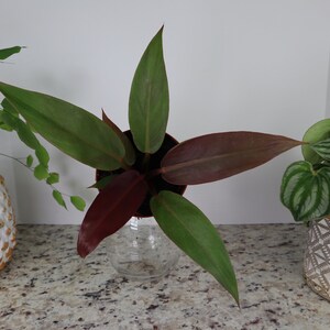 Philodendron Red Sun Plant 4" Pot, Live Red Plant Philodendron ...