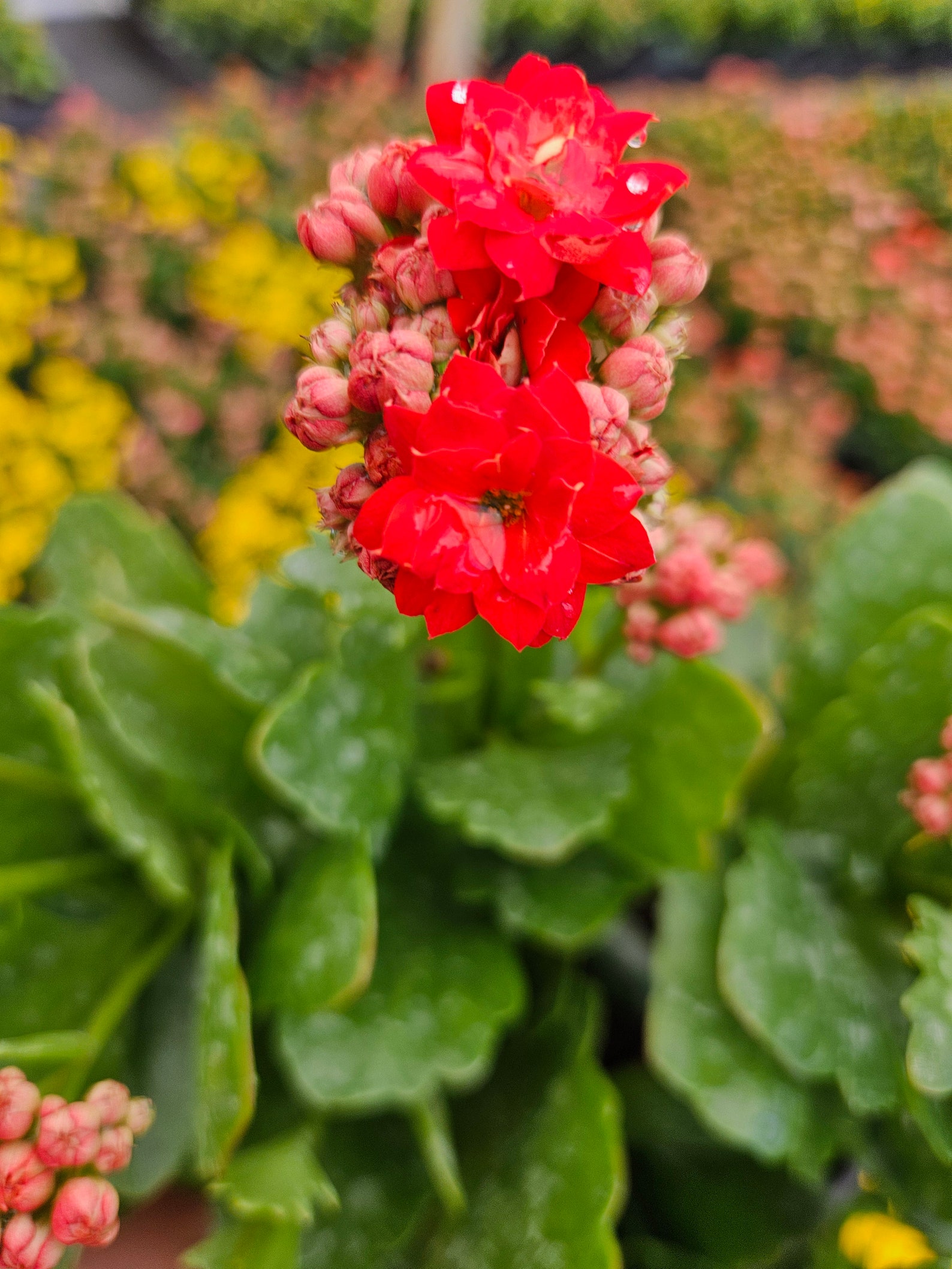 Live Blooming Calandiva Plant 4.5" Pot | Flaming Katy Flowering ...
