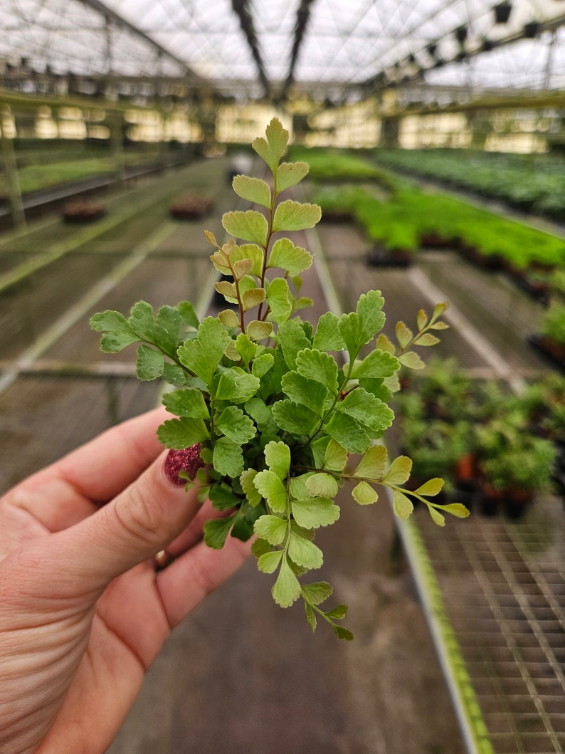 Rosy Maidenhair Fern – Live Plant in Miniature 2” Pot, Gorgeous Fern ...