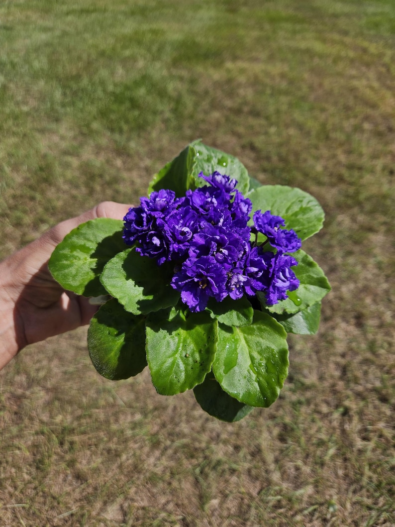 Sequoi Currently Blooming African Violet Live Plant in a 4" Pot ...