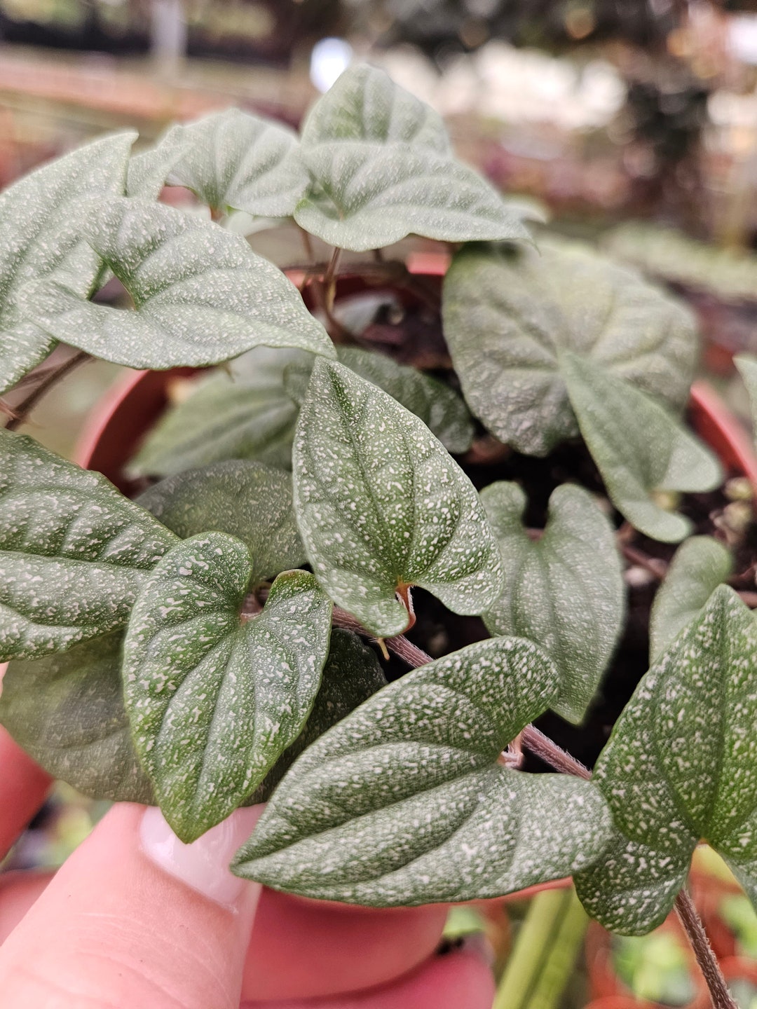 Piper Silver Fleck Plant: Live Spotted Green Leaves - 4" Pot | 2 Plants ...
