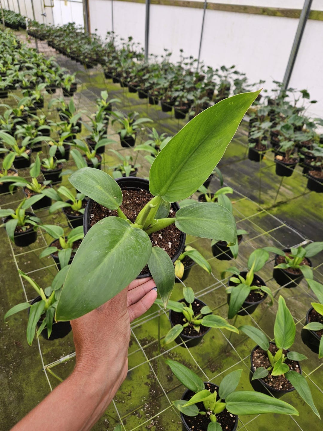Philodendron Martianum "fat Boy" - Rare Tropical Houseplant (6" Pot ...