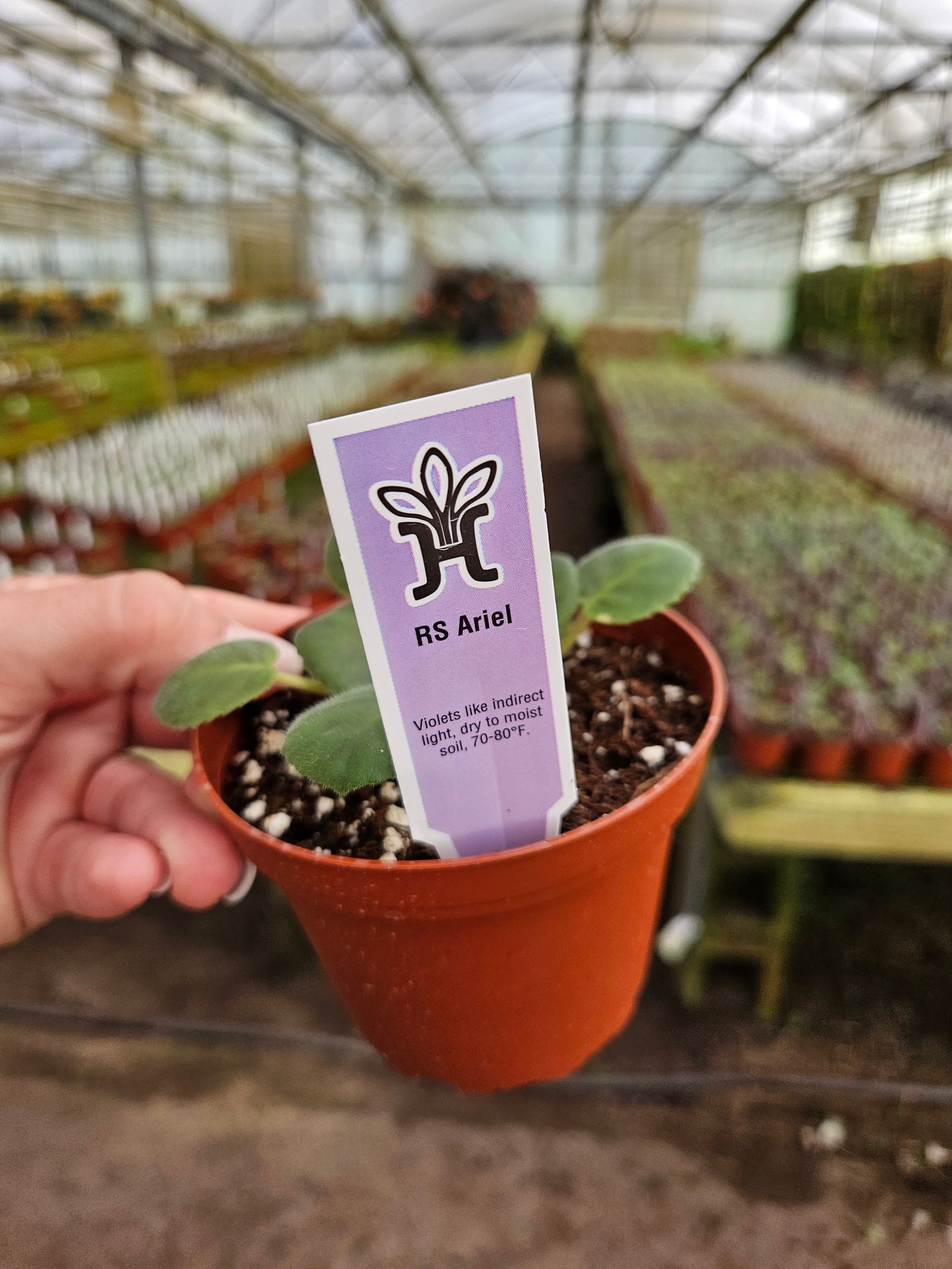 RS Ariel African Violet Live Plant, Young Starter in a 4" Pot | Plant ...
