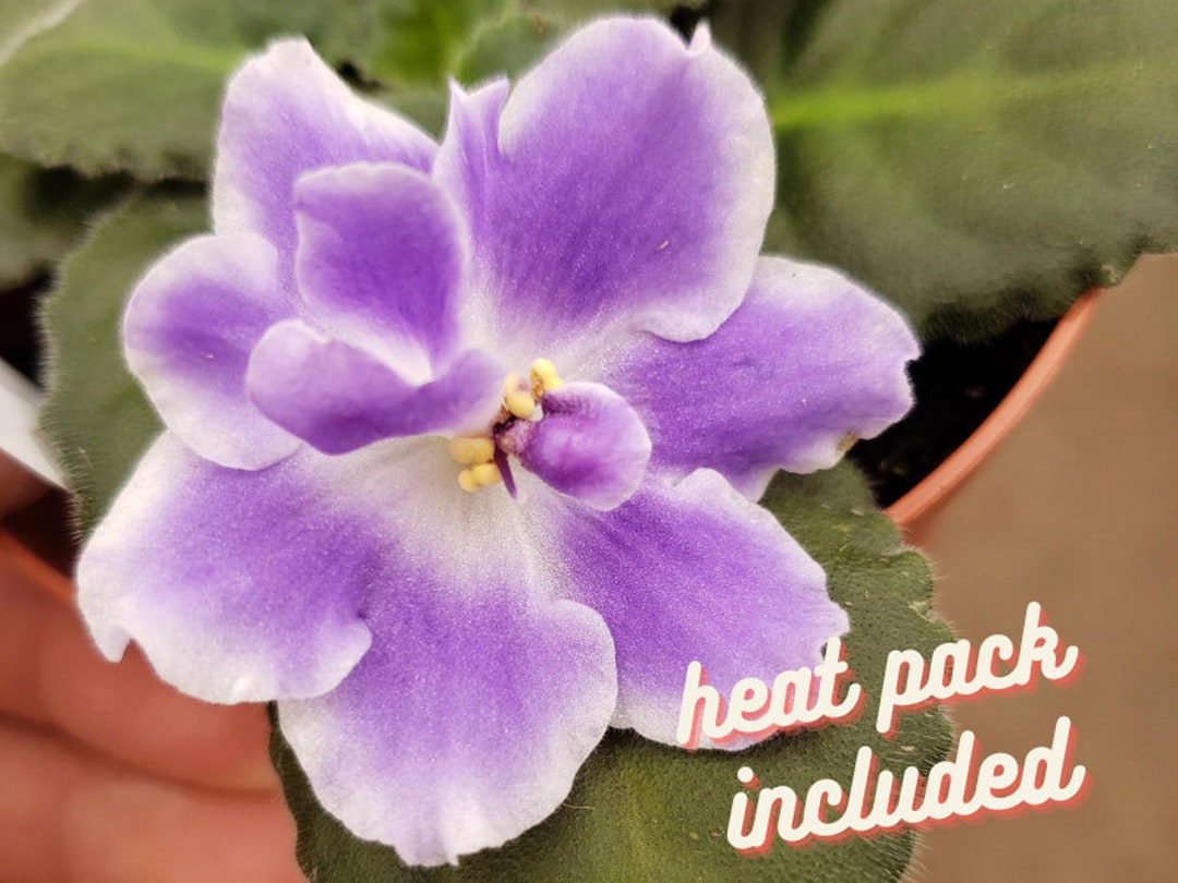 RS Ariel African Violet Live Plant, Young Starter in a 4 Pot Plant ...