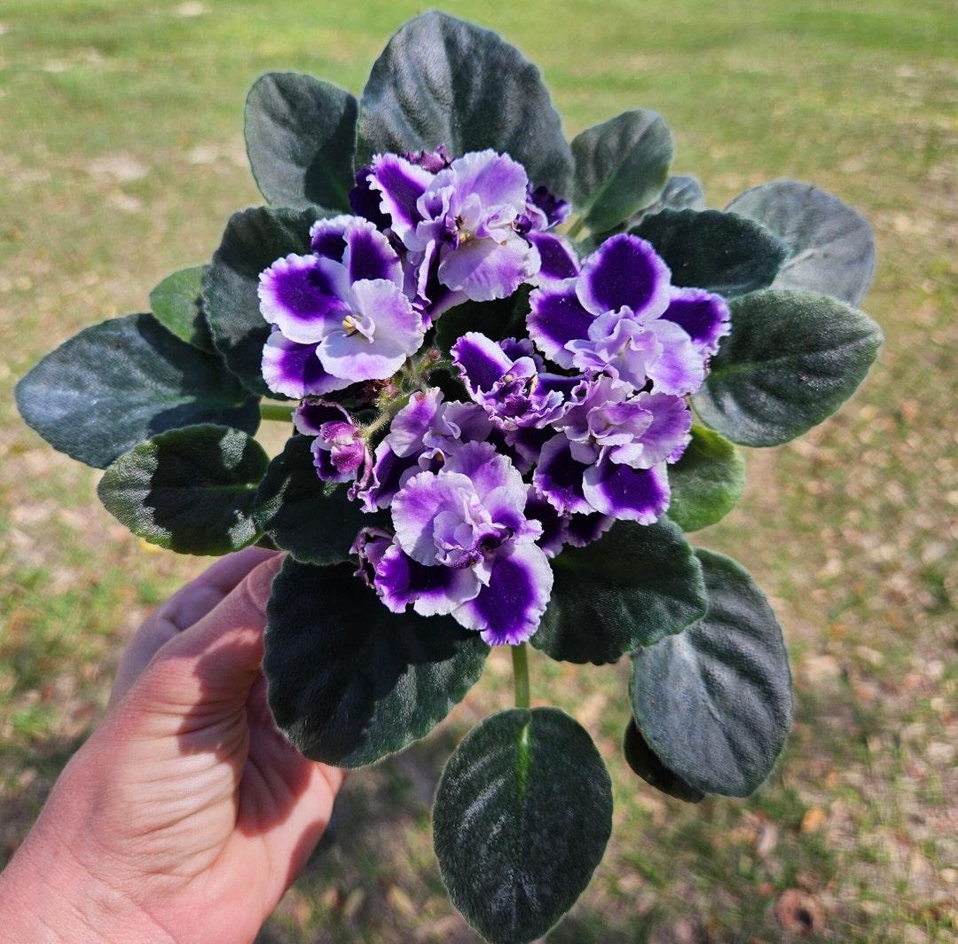 Currently Blooming African Violet Live Plant in a 4" Pot | Purple Blush ...
