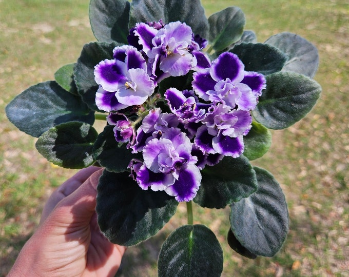Scandal African Violet Starter Plant ALL Starter PLANTS Require You to ...