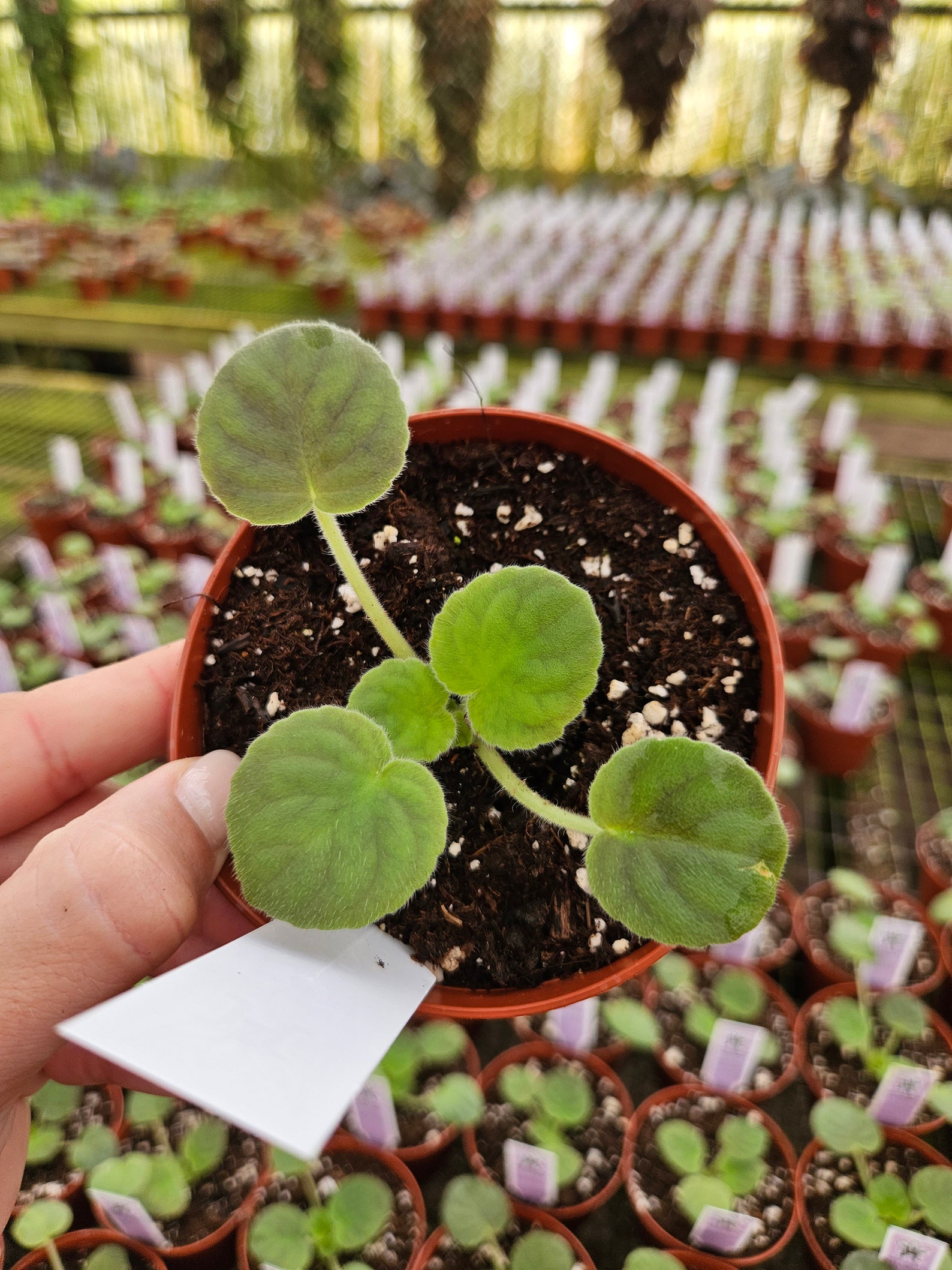Vat Light in the Night African Violet Live Plant, Young Pre-finished ...