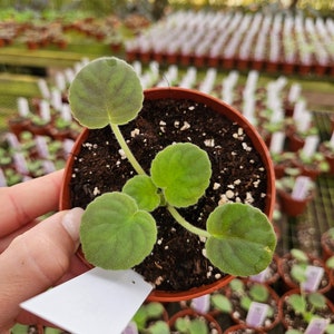 Vat Light in the Night African Violet Live Plant, Young Pre-finished ...