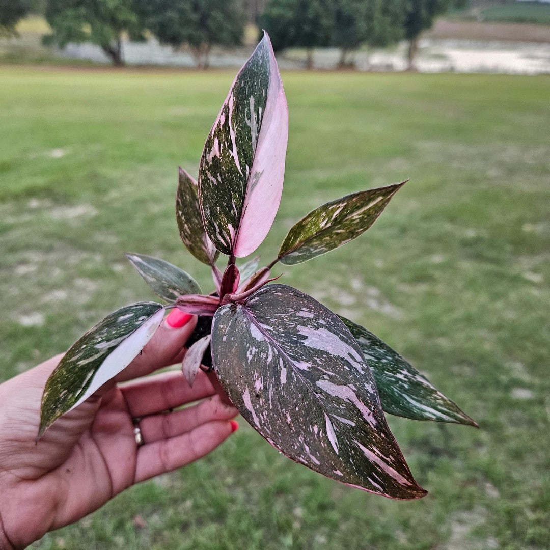 Pink Princess Galaxy Philodendron in a Miniature 2" Pot Variegated ...