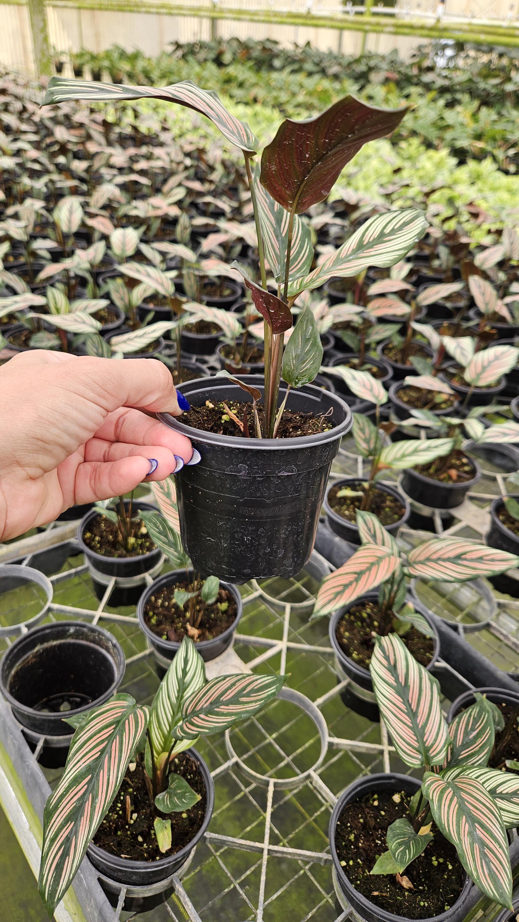 Calathea White Star Live Plant, Calathea Pink Indoor Tropical ...