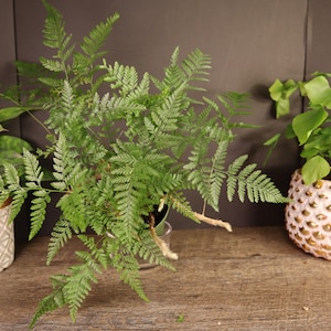 Fern Plant, Rabbit's Foot Fern in a 4" Pot Fuzzy Fern,furry Root Fern ...