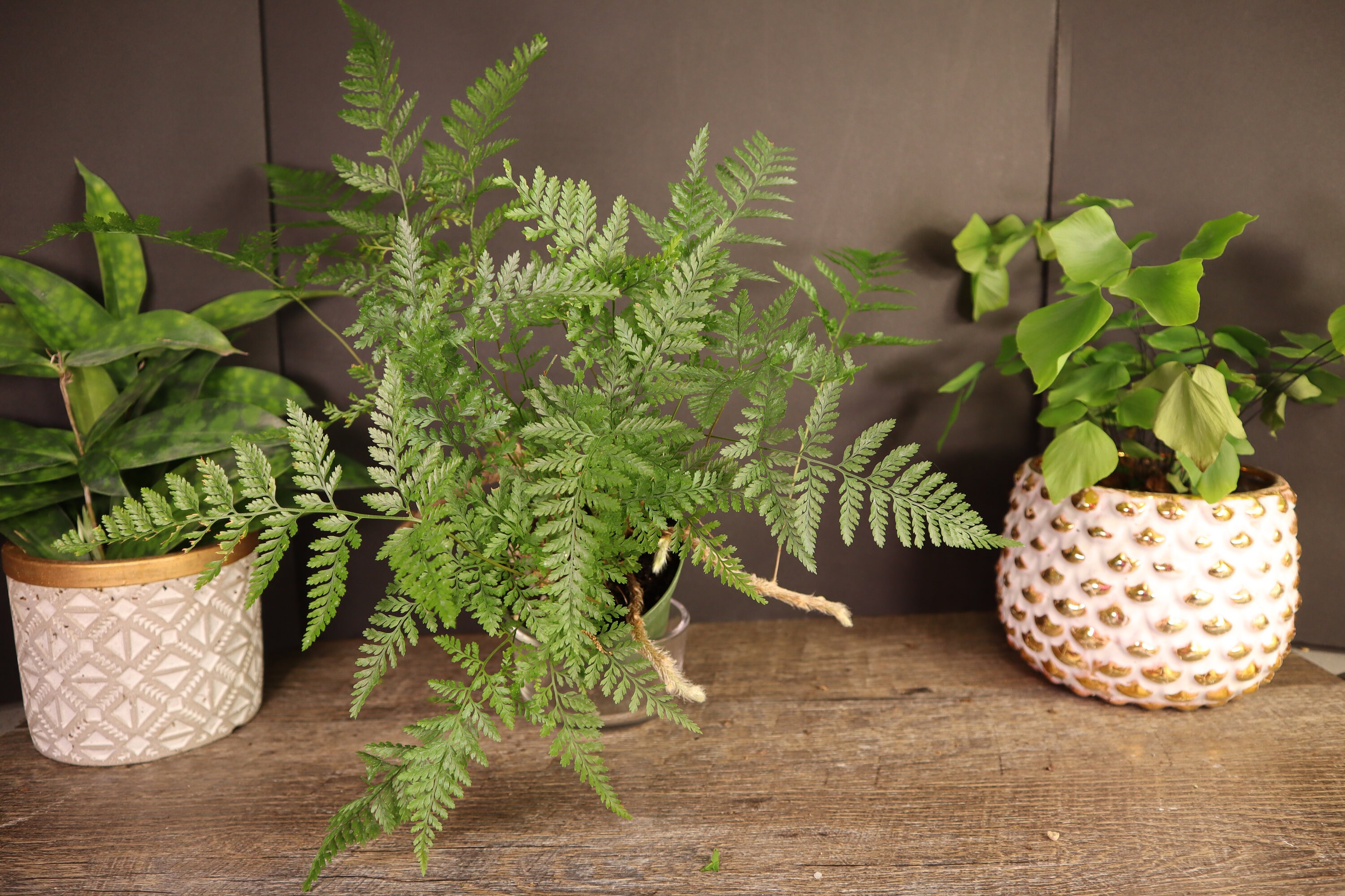 Fern Plant, Rabbit's Foot Fern in a 4" Pot Fuzzy Fern,furry Root Fern ...