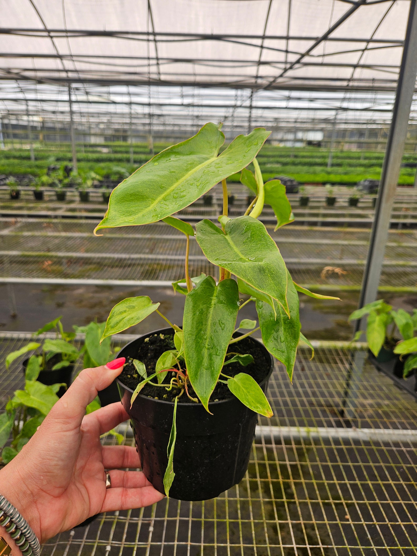 Philodendron Paraiso Verde Plant in a 6" Pot, Variegated Live Rare ...
