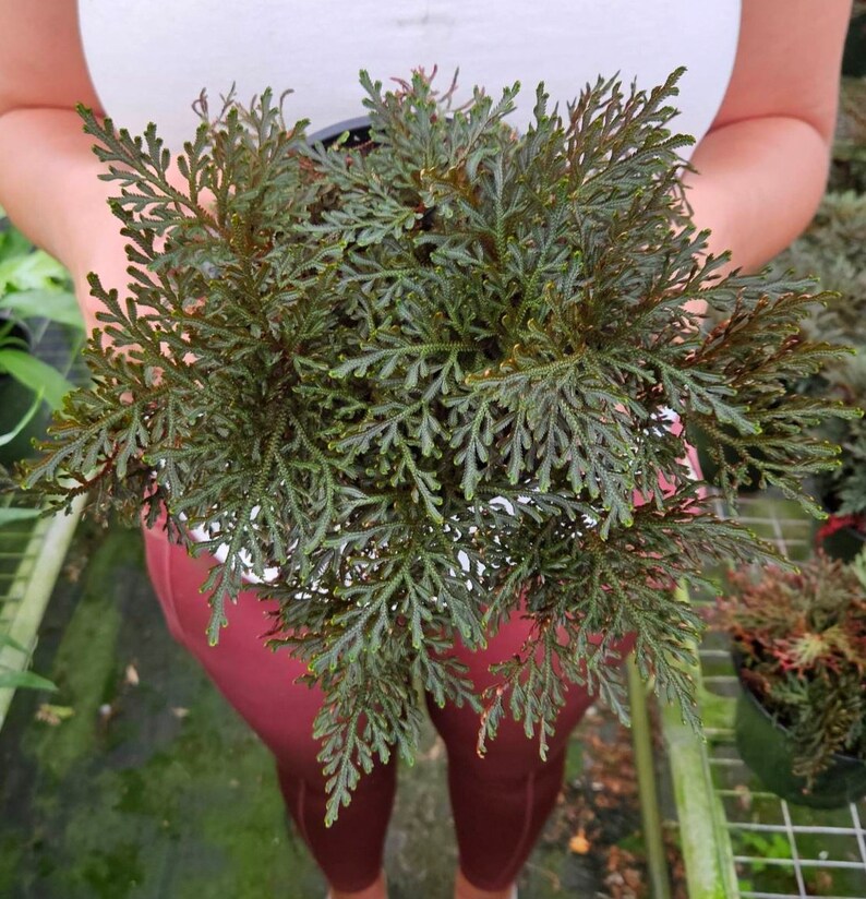 Ruby Red Club Moss in a 4" Pot Live Fern Plant, Red Fern Moss ...